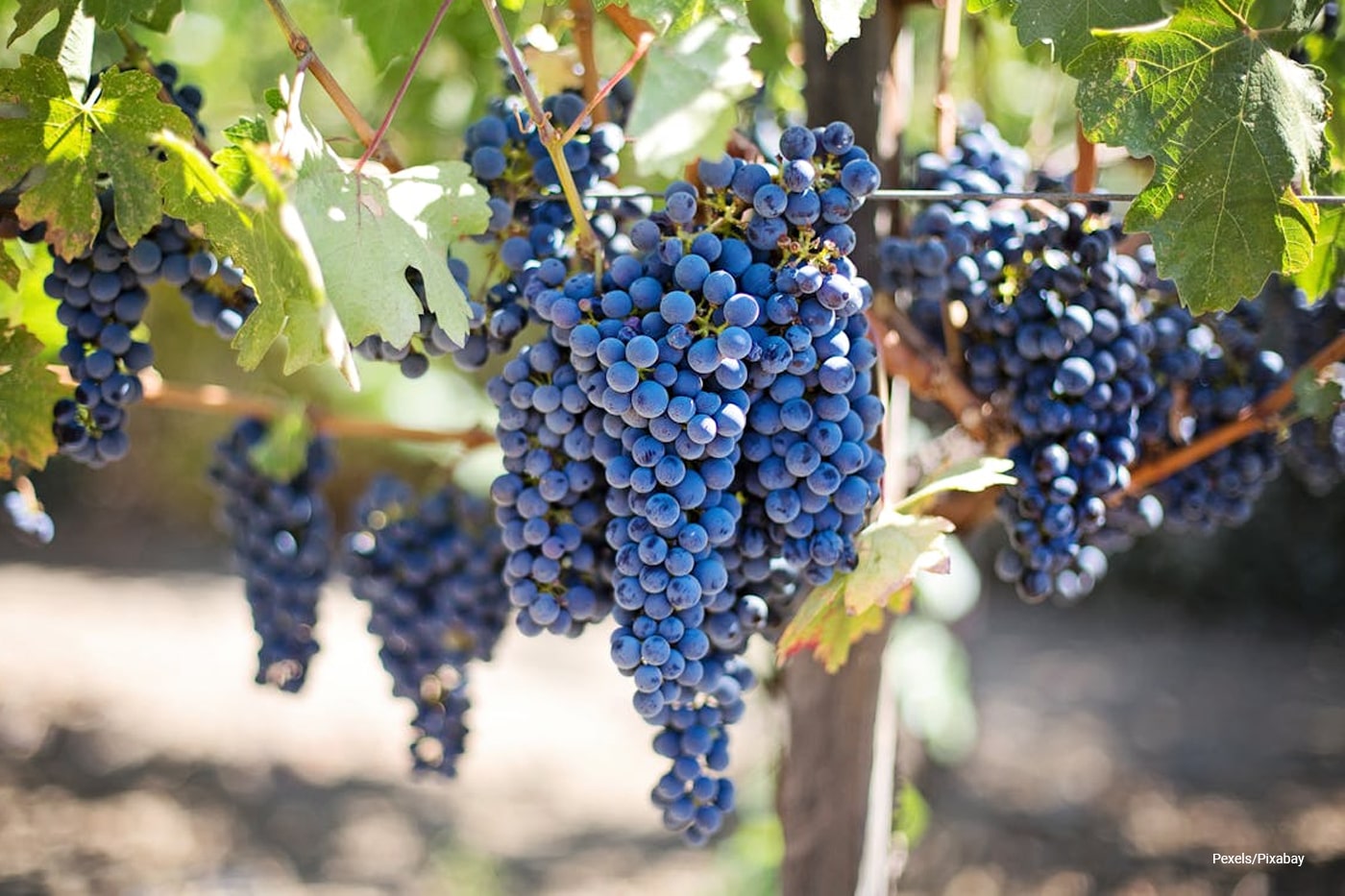 grape vine growing tips