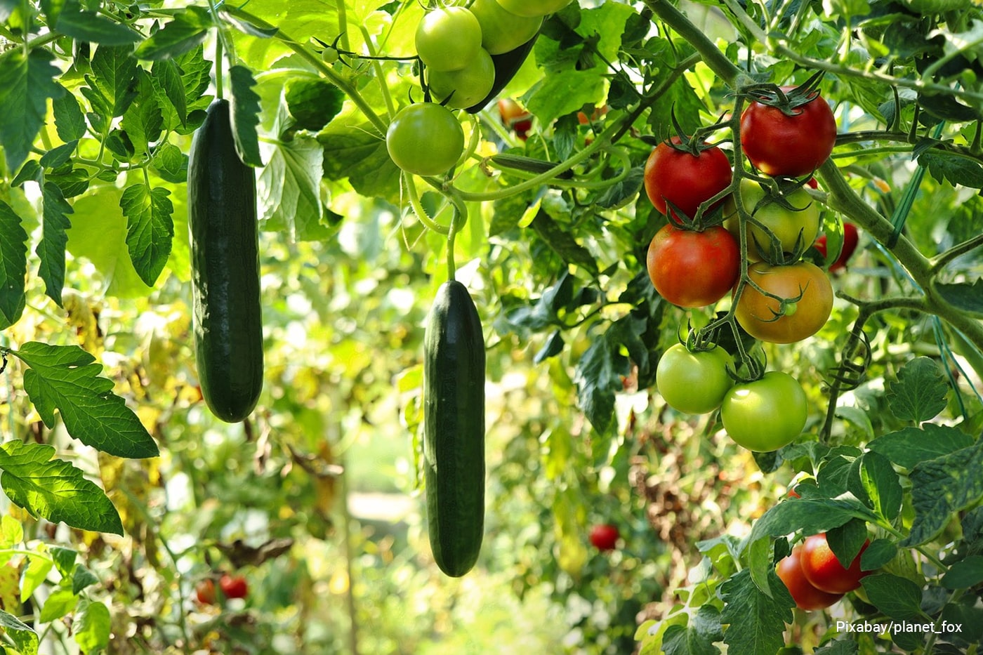 organic vegetable growing