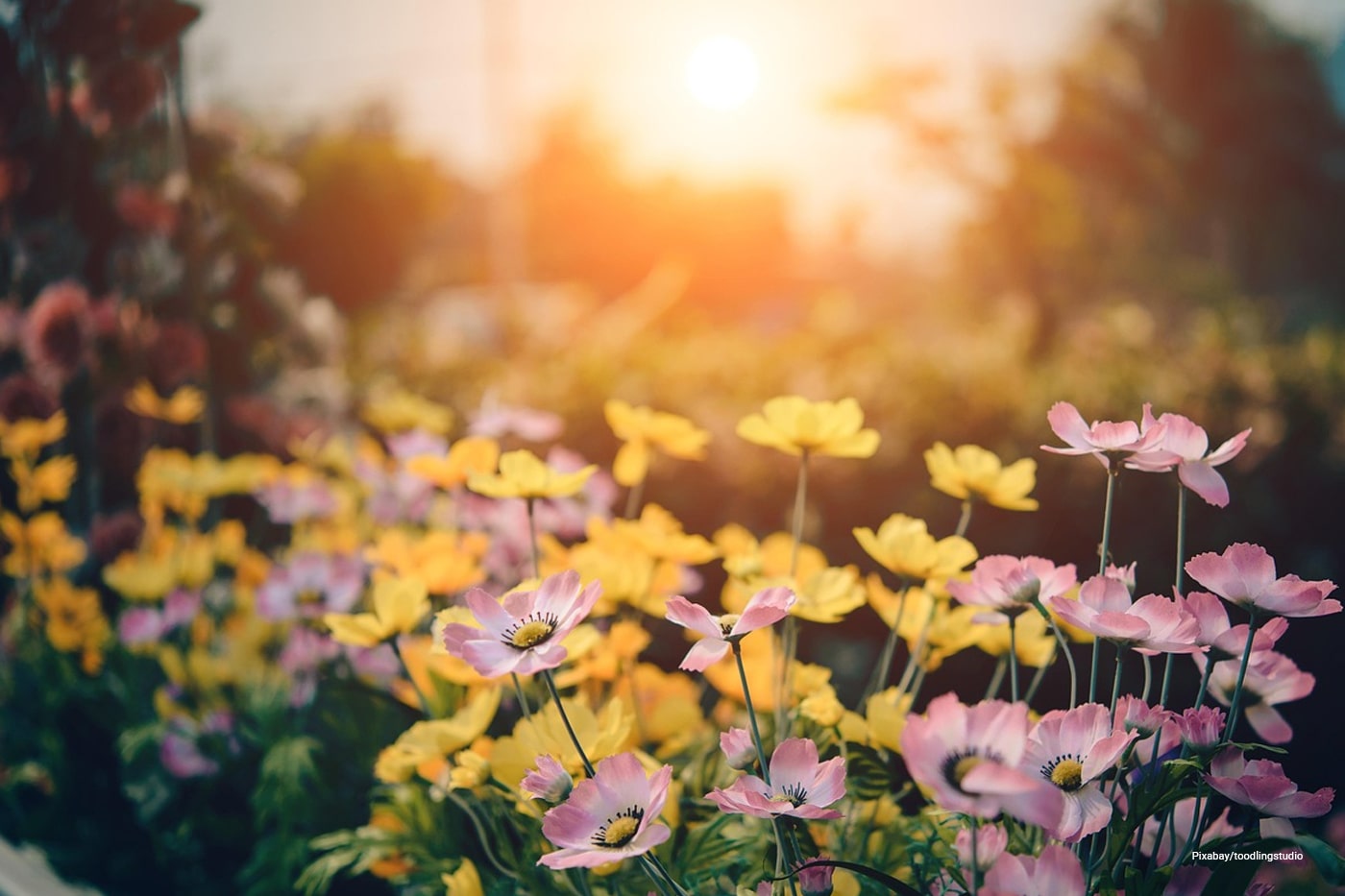 10 Hardiest Plants for Your Garden – ECOgardener