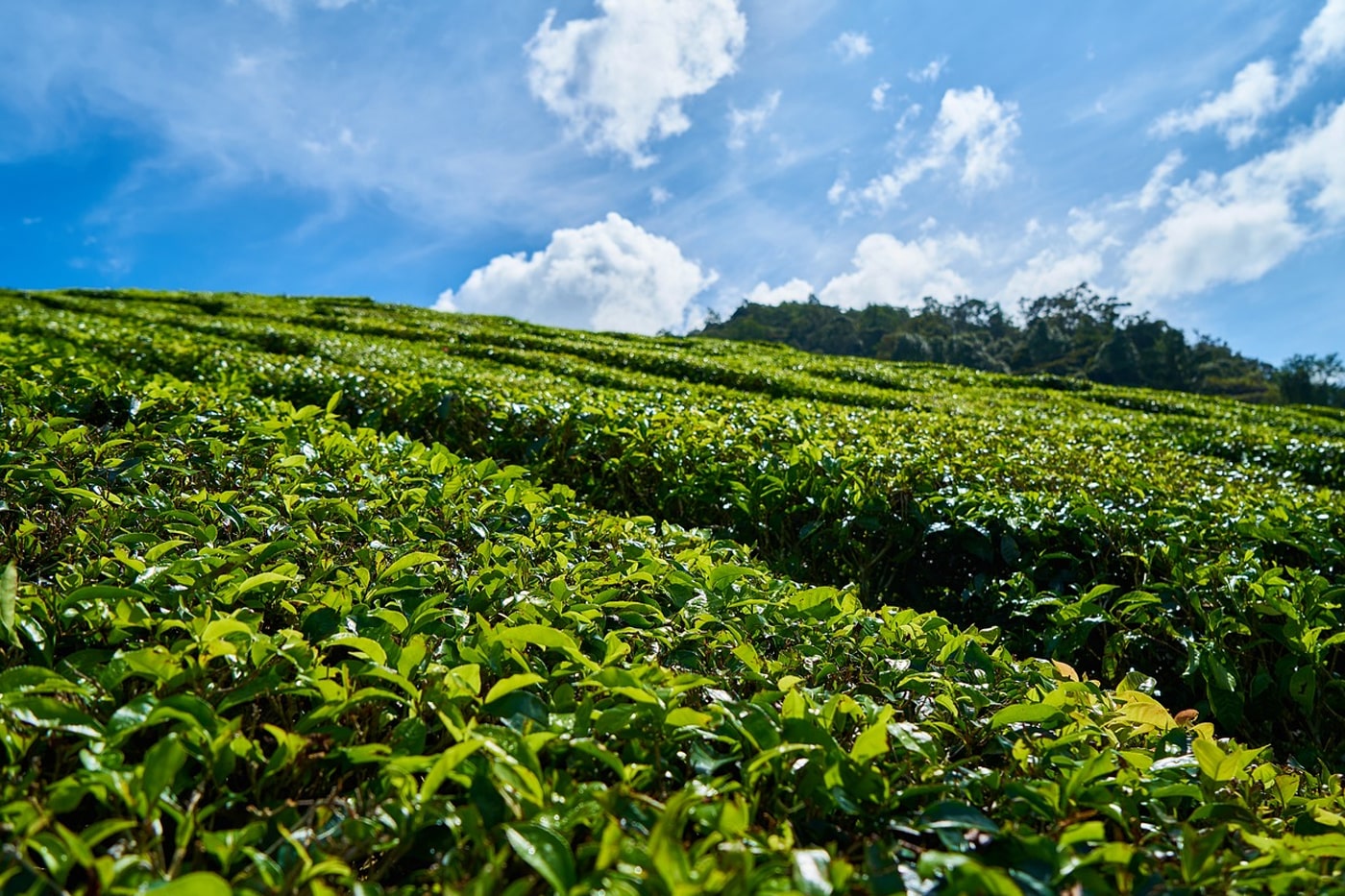 6 Tips For Your Green Space: How To Transform A Large Garden – ECOgardener