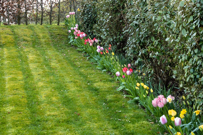 Best Soil Amendment for Healthy Lawn and Better Grass Growth – ECOgardener