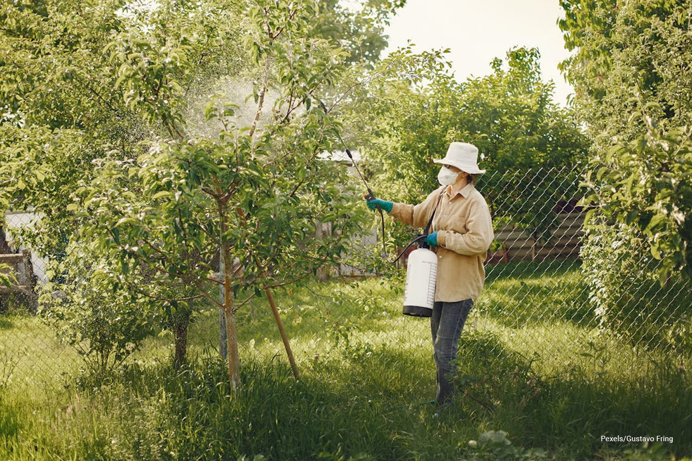 Organic Pest Control Guide: Chemical-Free For Your Garden – ECOgardener