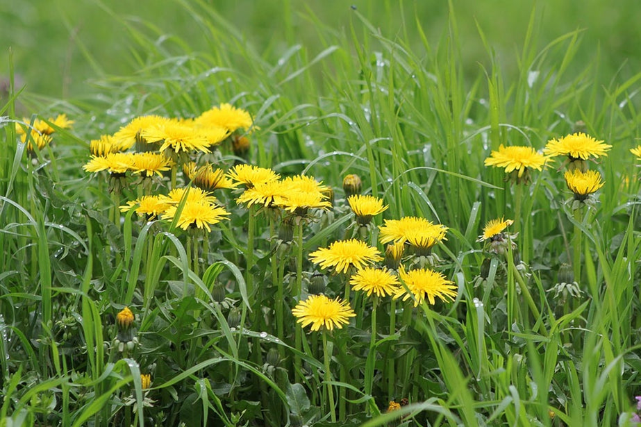 10 Common Types of Lawn and Garden Weeds To Look Out For – ECOgardener