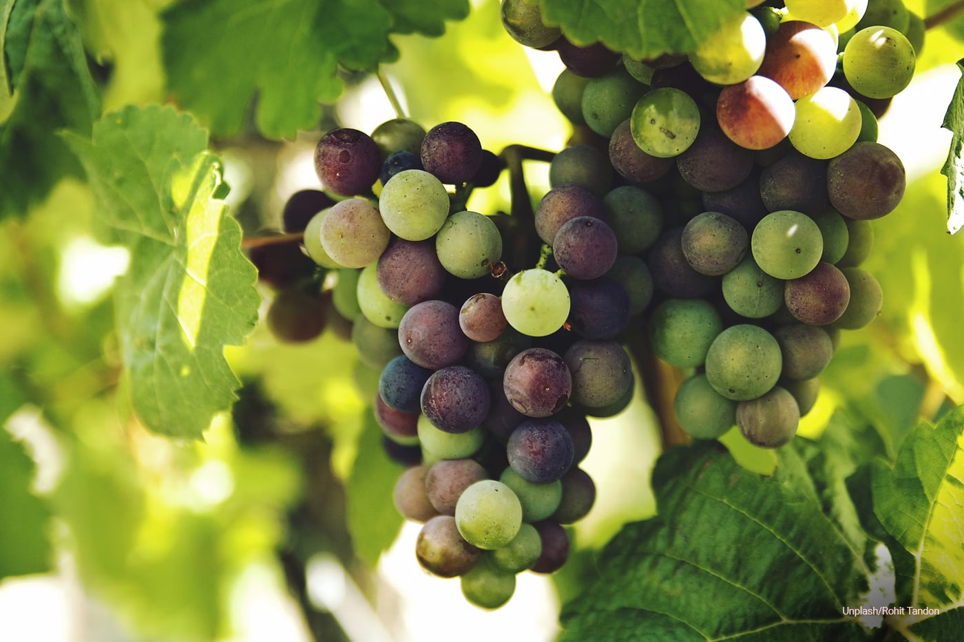 Berry February: Planting Fruits and Berries in Your Garden – ECOgardener