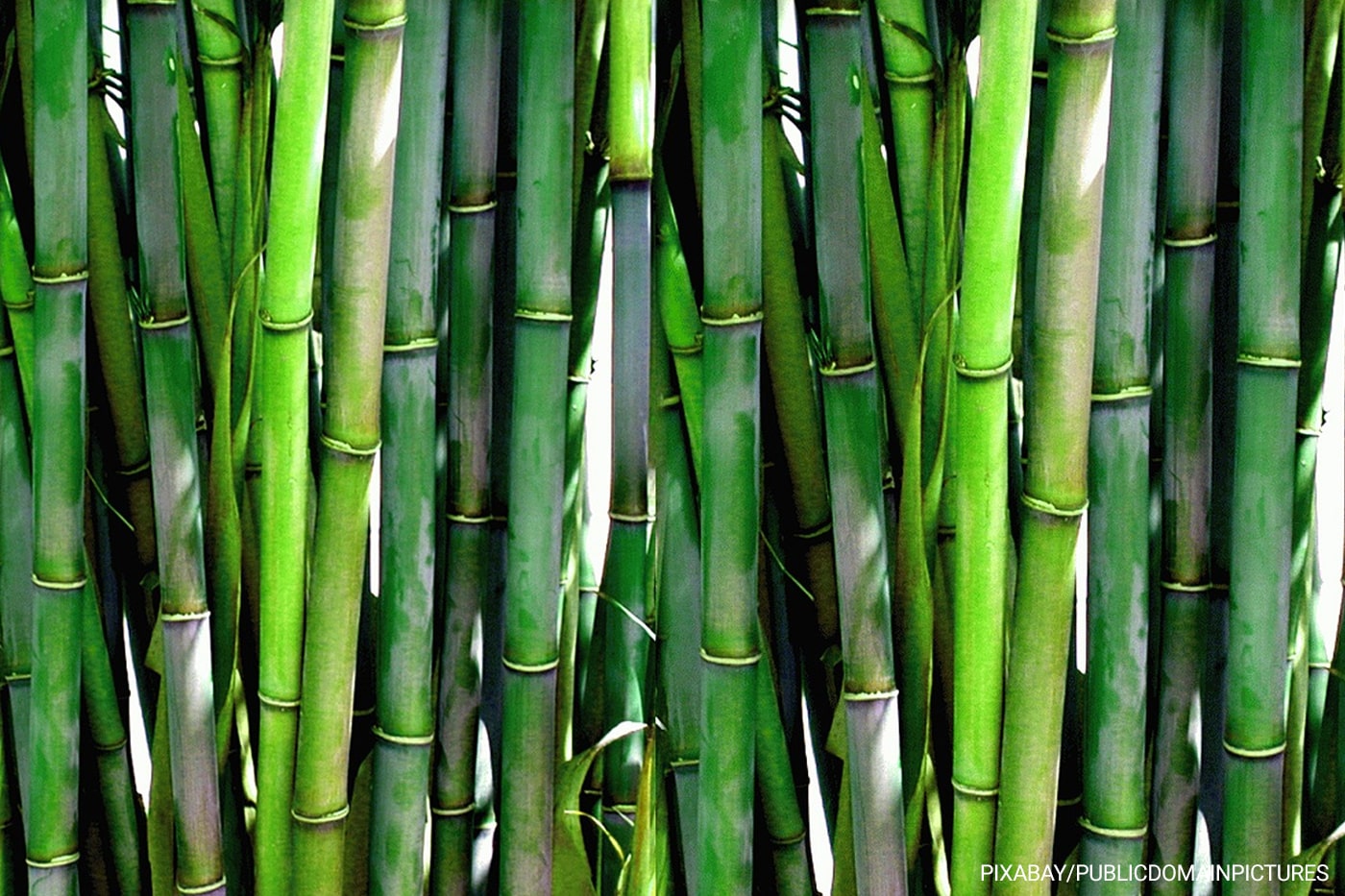 Best Way to Deal with a Bamboo Invasion in Your Garden – ECOgardener