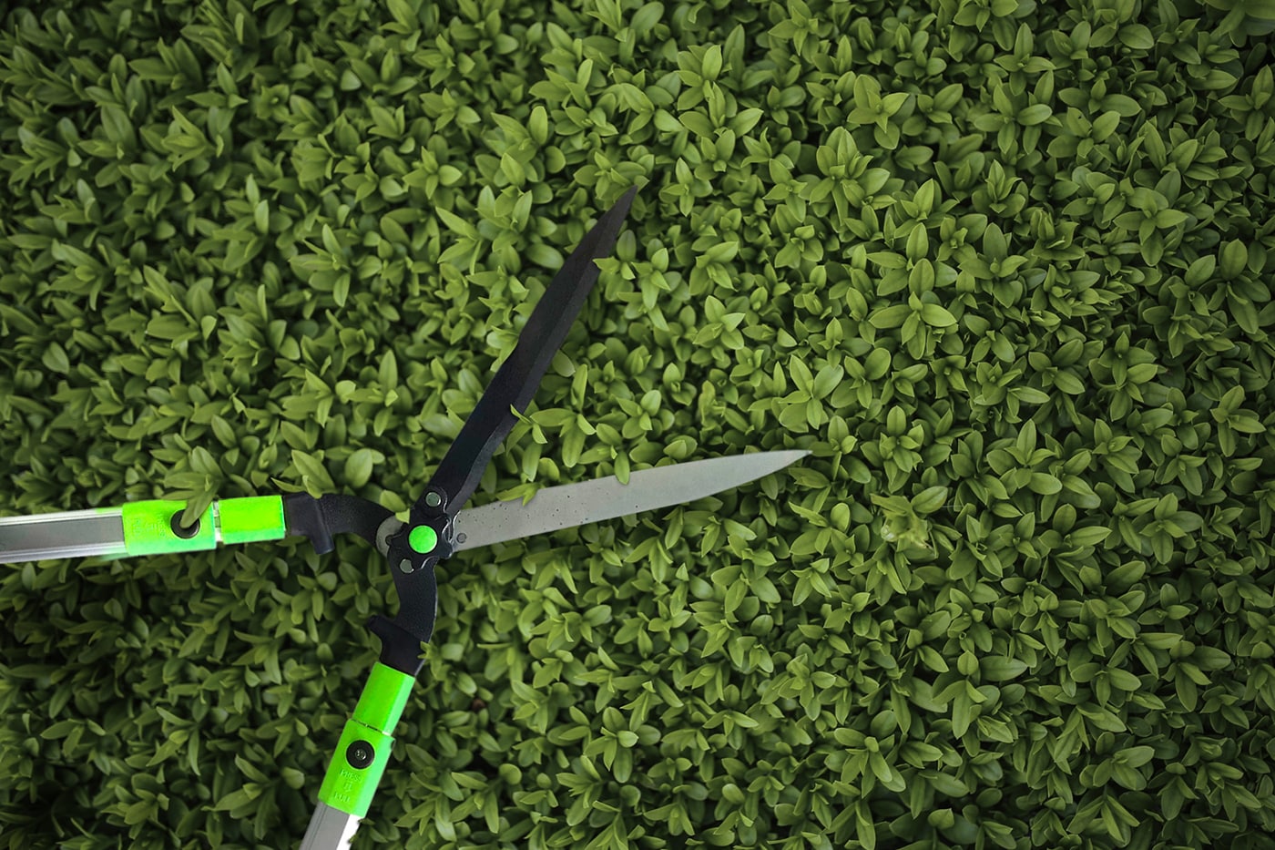 Best Hedge Shears Guide: How to Prepare and Trim Shrubs – ECOgardener