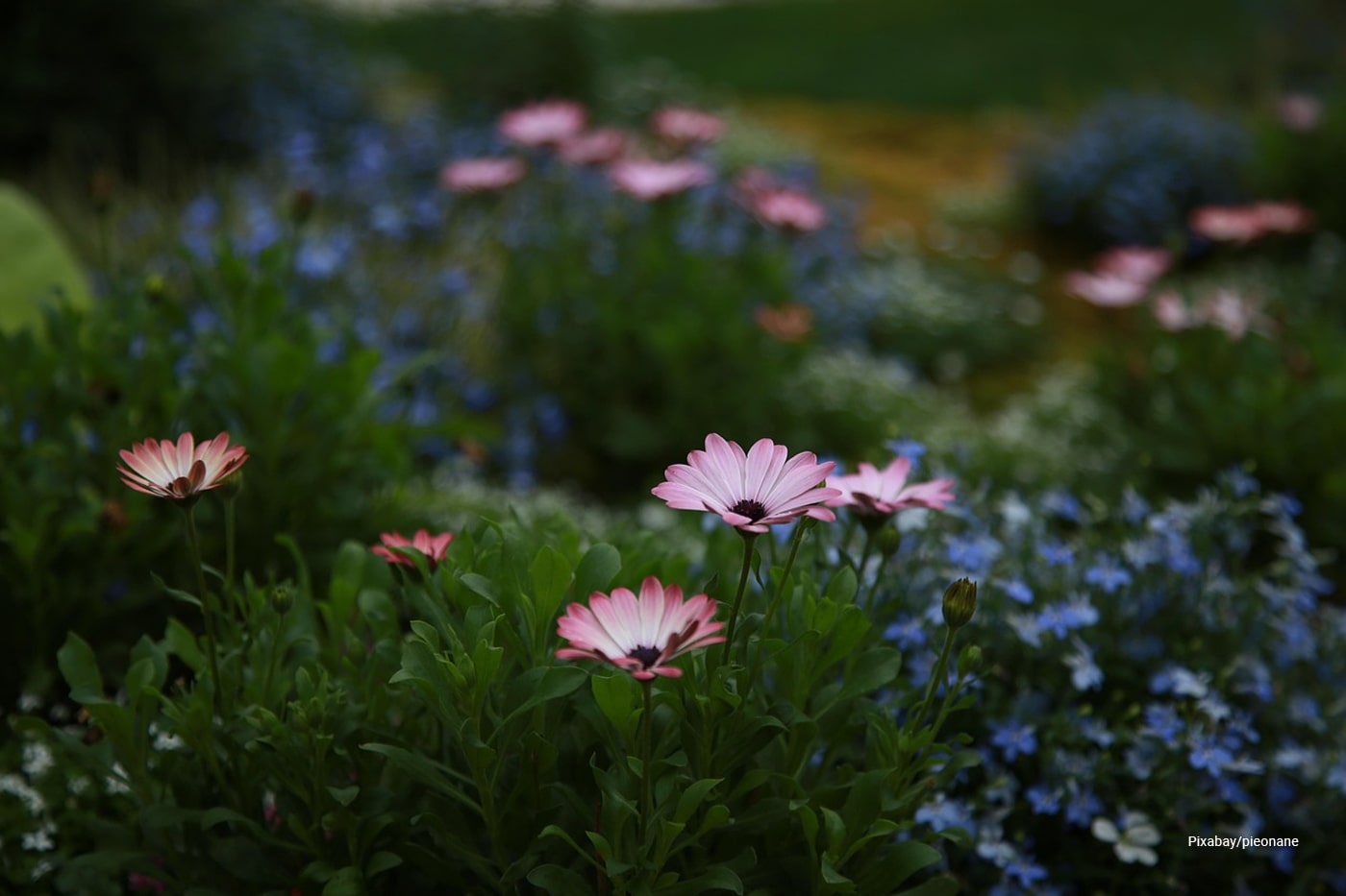 July Flower Gardens: 10 Flowering Plants to Grow in Summer – ECOgardener
