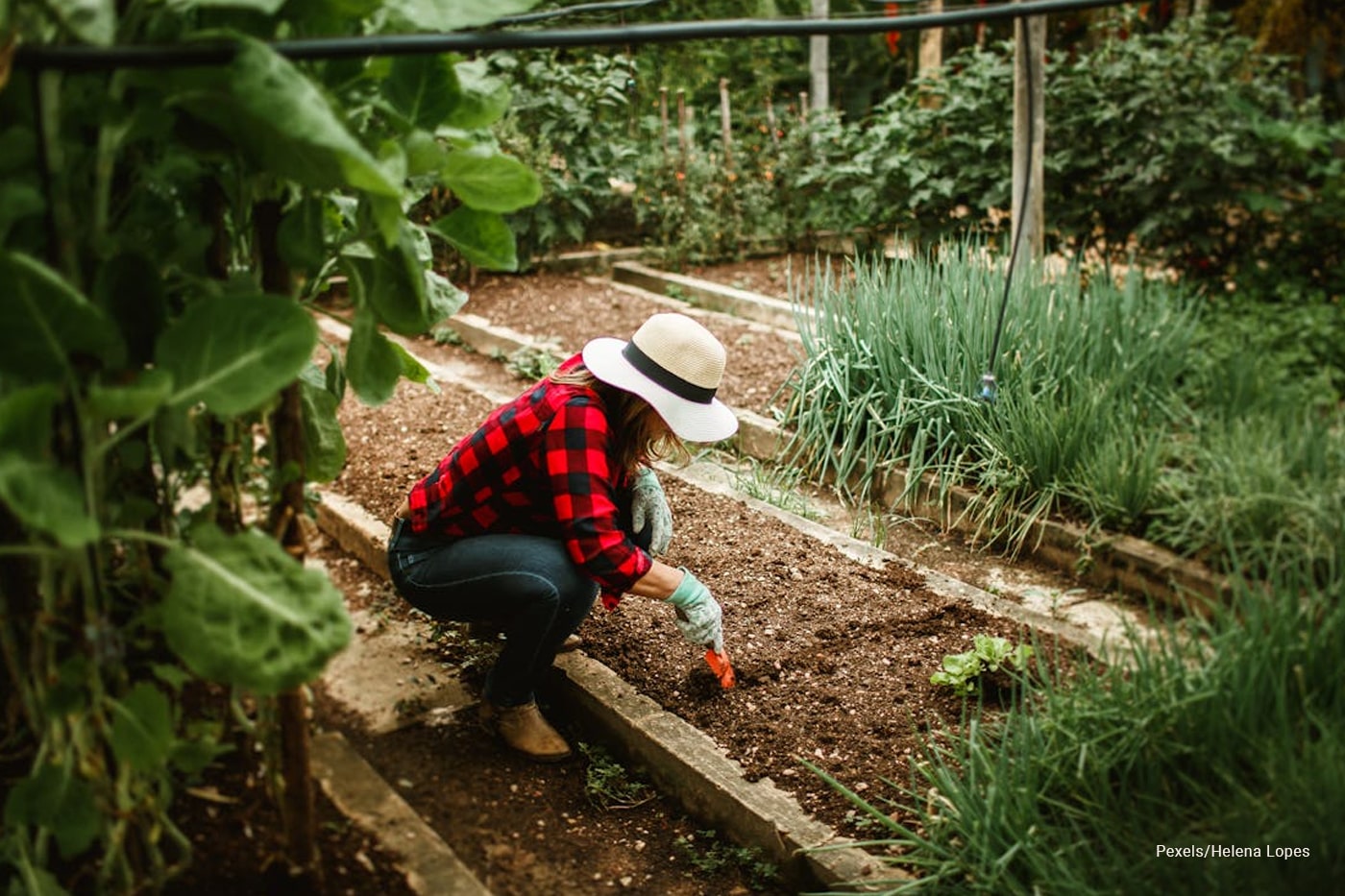 Preparing Garden for March Planting: Soil, Seeds, and Tools – ECOgardener
