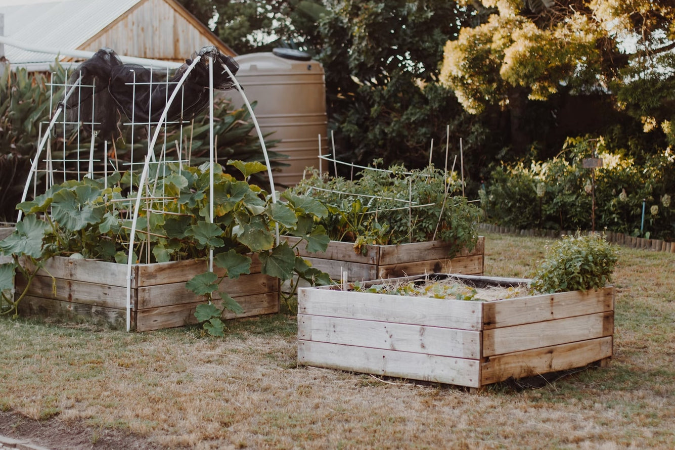 Seasonal Planting in Planter Boxes for Continuous Harvest – ECOgardener