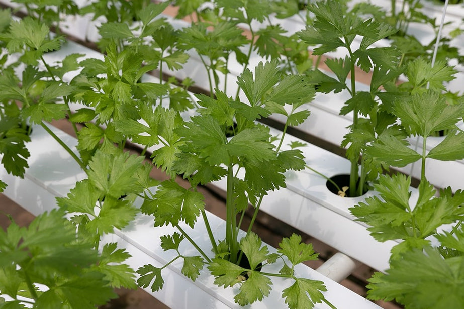 Seaweed Extract for Growing Plants in Hydroponics System – ECOgardener