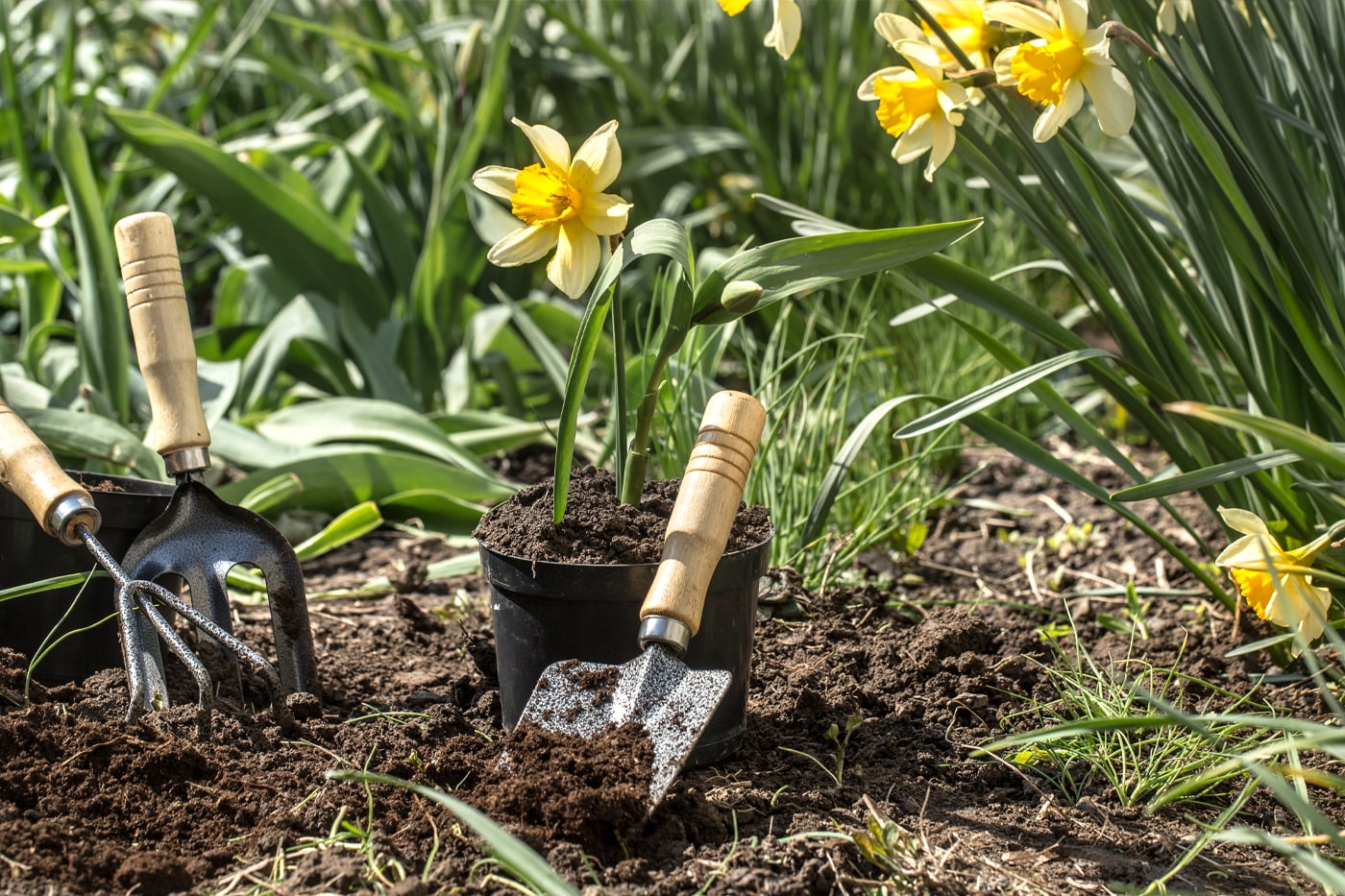 Spring Gardening Checklist – ECOgardener