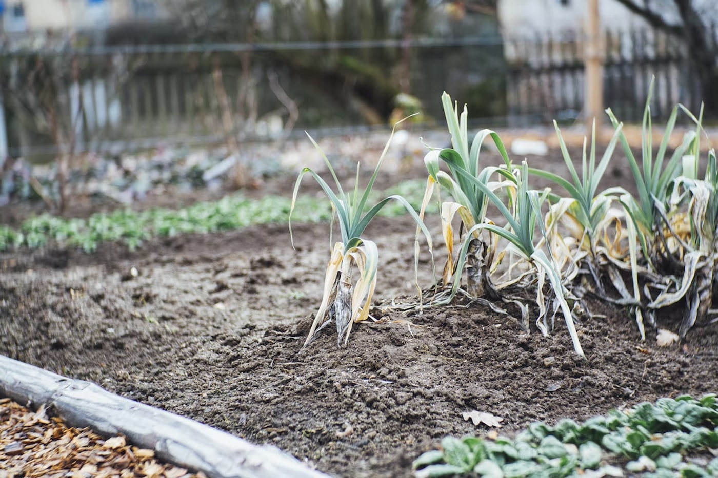 Gardening Problems Of Beginner Gardeners And How To Fix Them – ECOgardener