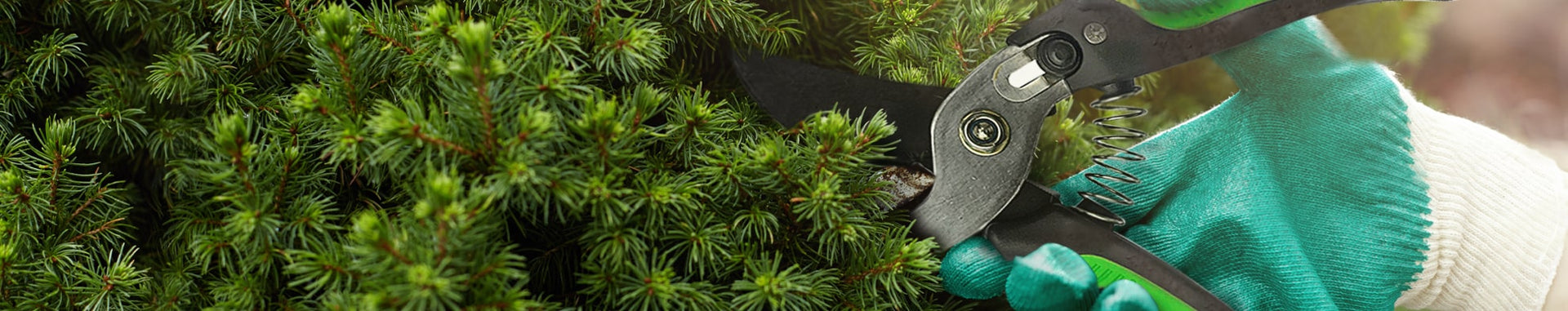 10 Best Ways of Adding More Humus to Your Yard and Garden – ECOgardener